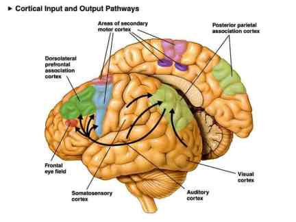 sensory cortex purpose
