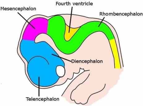 mesencephalon function