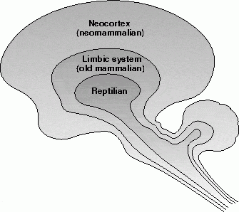 neocortex and limbic system