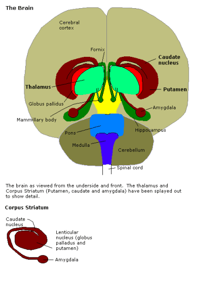 dorsal striatum function