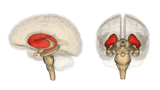 basal nuclei labeled