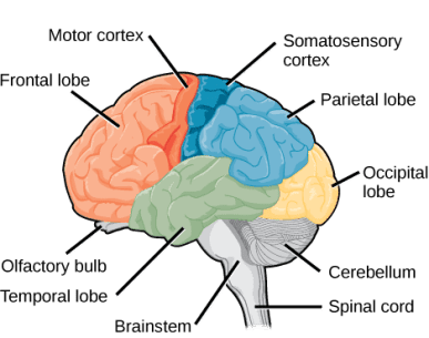 what is the auditory cortex