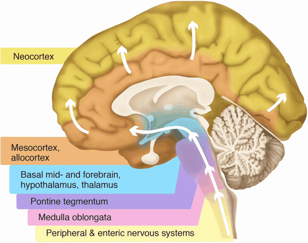 neocortex anatomy