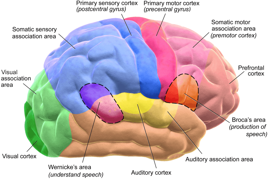 neocortex anatomy
