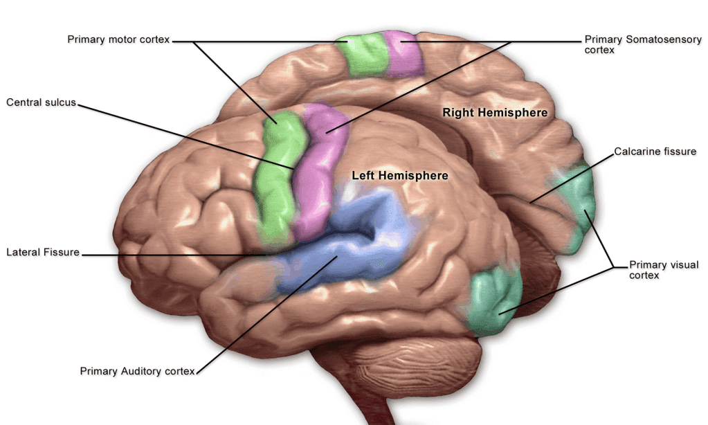 secondary somatosensory cortex function