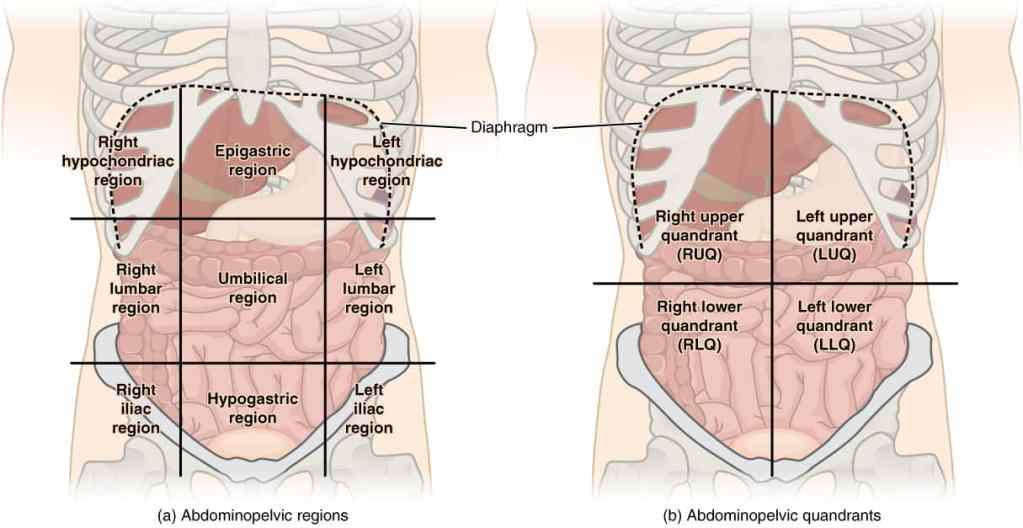 Parasagittal Section Of The Body
