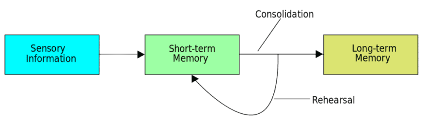 long term memory capacity