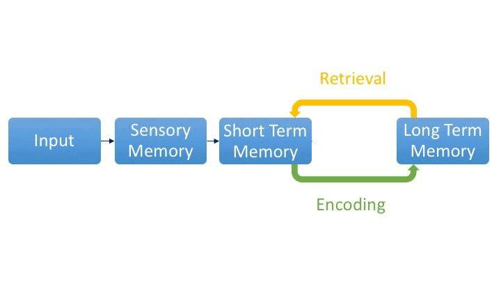 long term memory capacity
