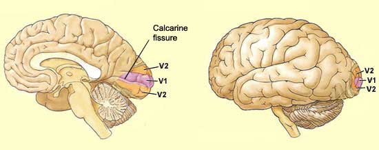 calcarine cortex