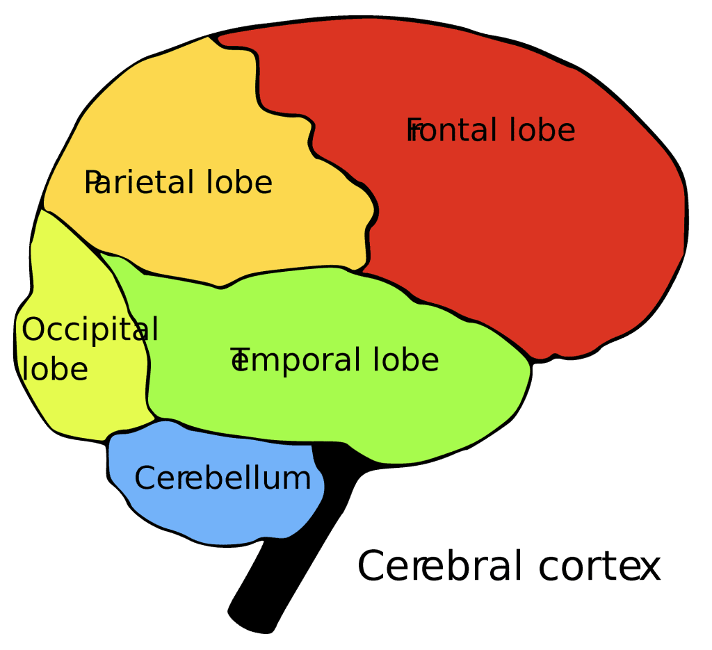 cerebral cortex layers mnemonic