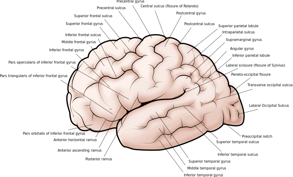 cerebral cortex gcse