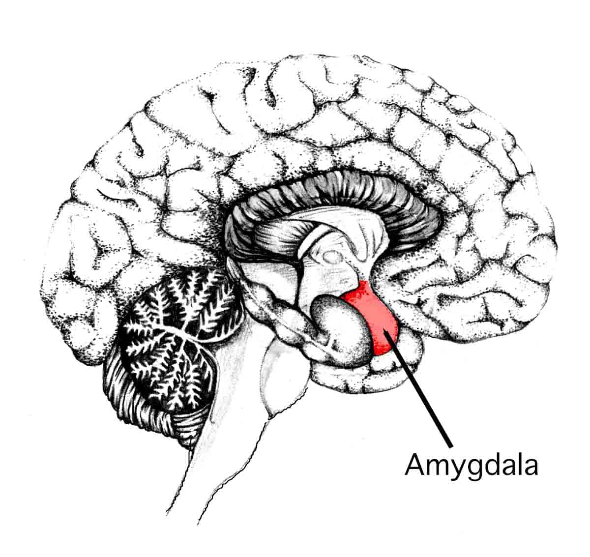 Amygdala | Facts, Importance, Anatomy, Emotive Feelings & Roles