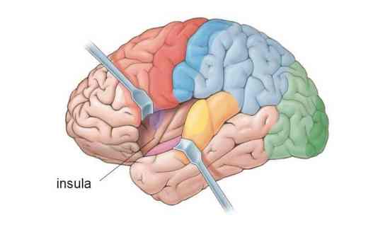 Insula Cortex | What Is It?, Location, Function, Facts & Summary