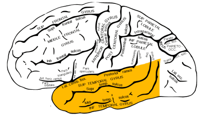 Right Posterior Temporal Lobe Functions Temporal Lobe: Anatomy,