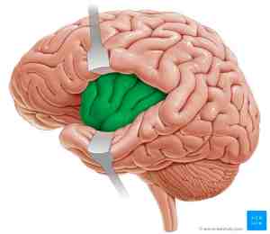 Insula Cortex | What Is It?, Location, Function, Facts & Summary