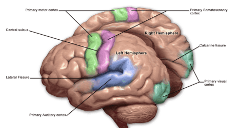 What Lobes Are In The Left Brain Hemisphere Rather Left Brain Or Right
