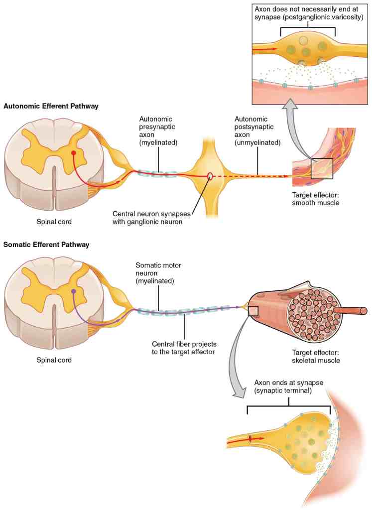 Reticular Formation | Anatomy, Location, Structure & Physiology
