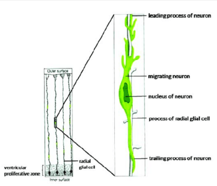 Glial Cell Structure
