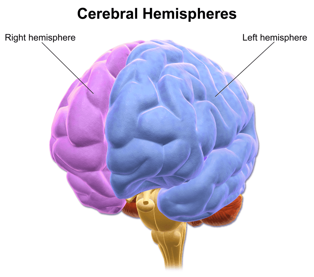 Left Side Of The Brain Characteristics The Left Brain Vs. The Right