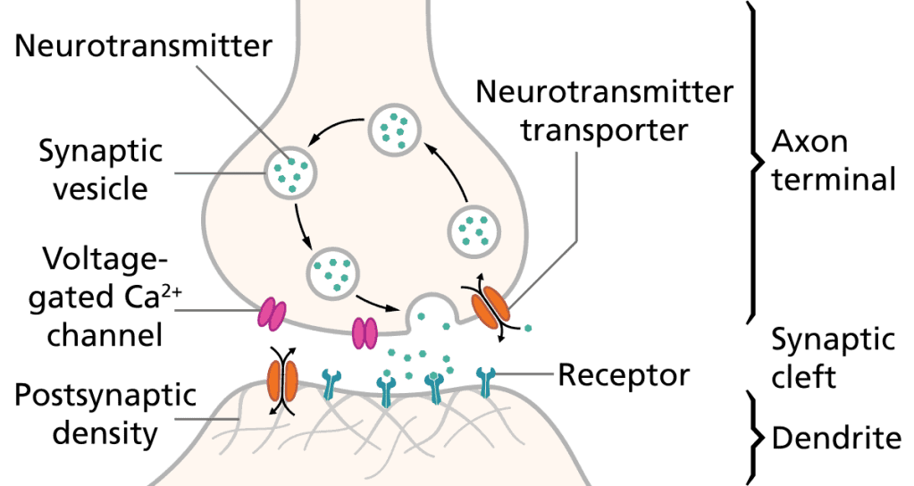 Synaptic Cleft Muscle