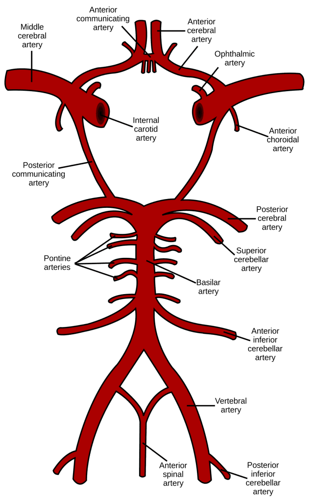 Reticular Formation | Anatomy, Location, Structure & Physiology